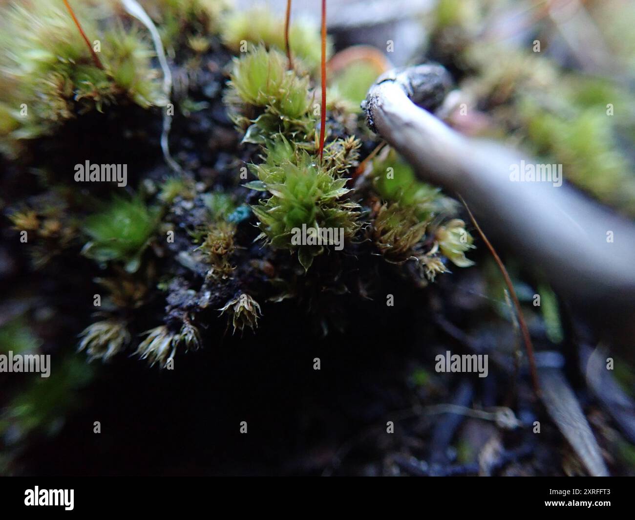 Capillary Thread-moss (Ptychostomum capillare) Plantae Stock Photo - Alamy