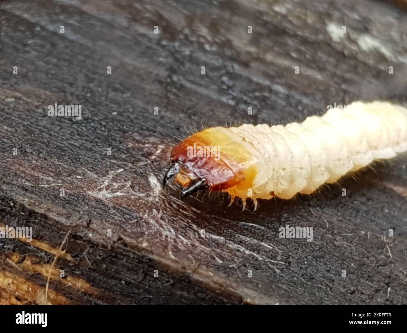 Ribbed Pine Borer (Rhagium inquisitor) Insecta Stock Photo - Alamy