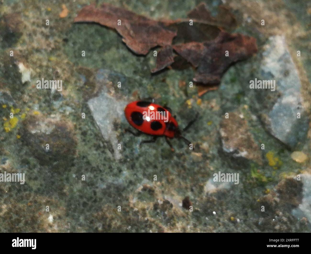 False Ladybird (Endomychus coccineus) Insecta Stock Photo - Alamy