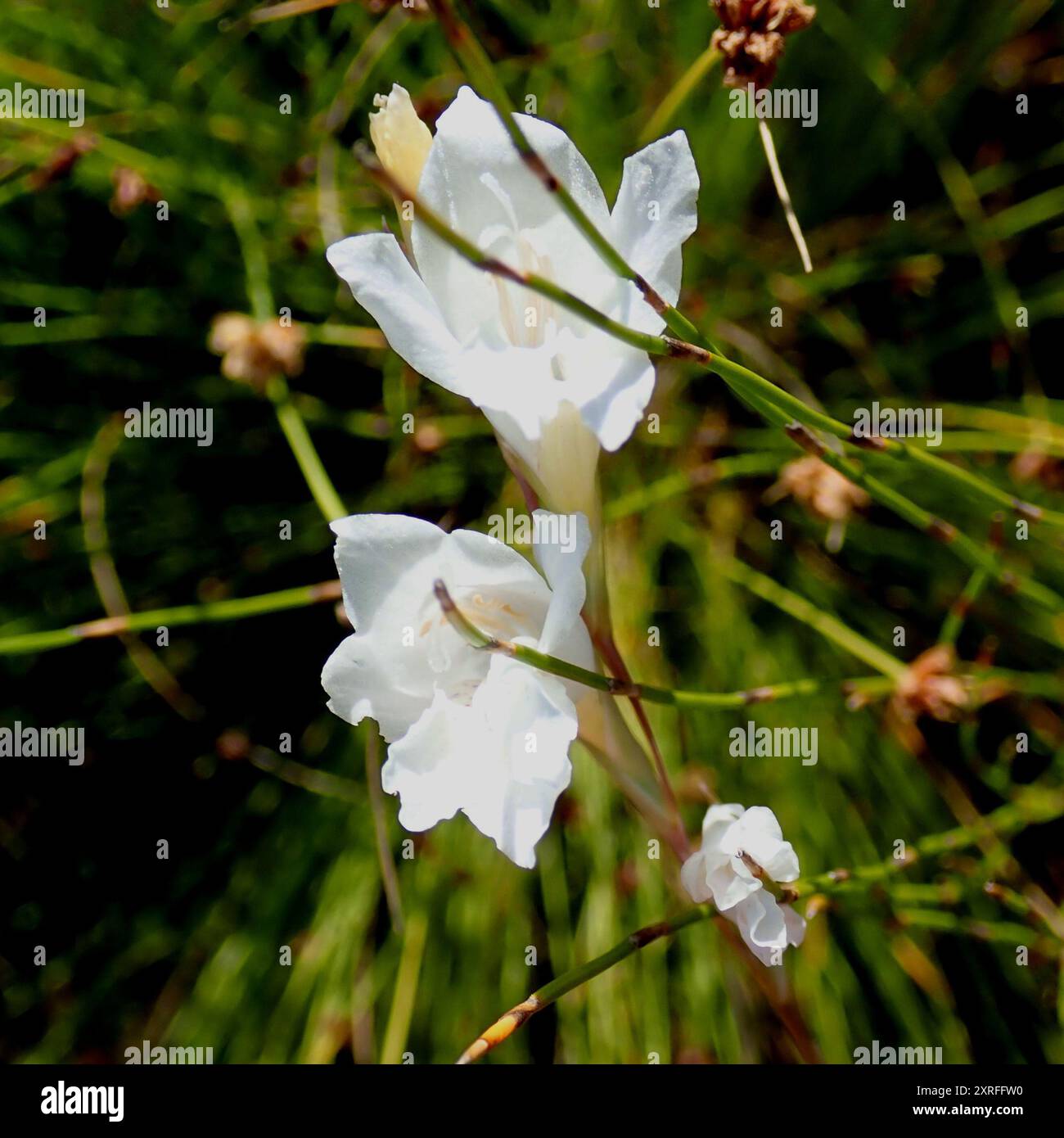 White Afrikaner (Gladiolus vaginatus) Plantae Stock Photo - Alamy