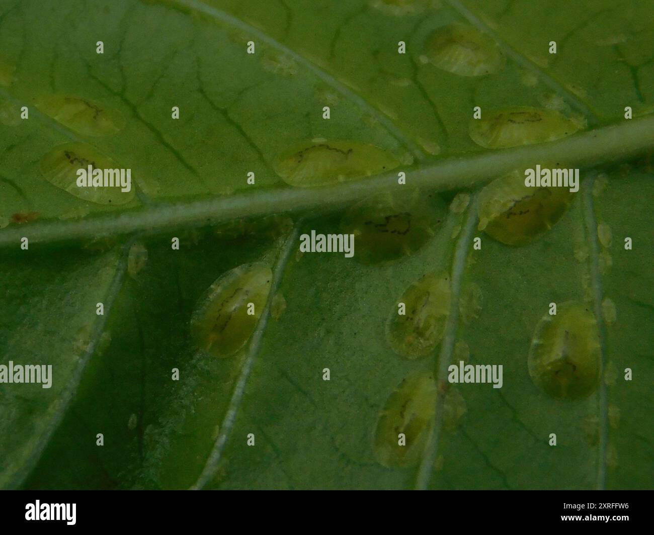 Coccus viridis hi-res stock photography and images - Alamy