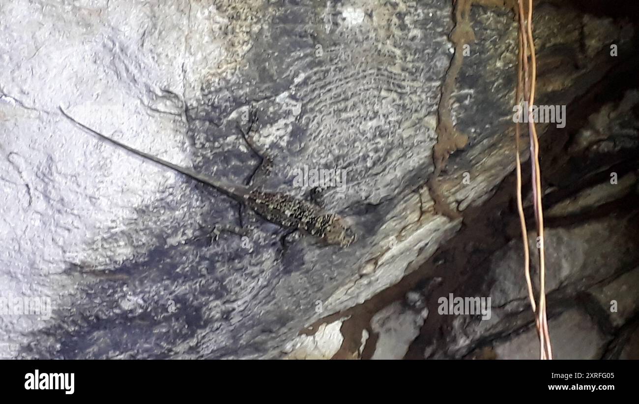 Collared Treerunner (Plica plica) Reptilia Stock Photo - Alamy