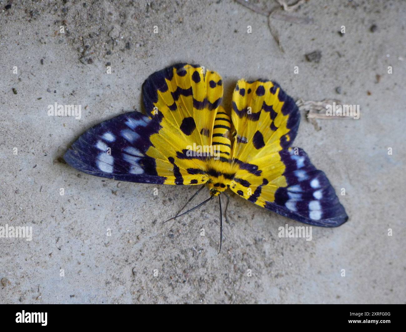 False tiger moth hi-res stock photography and images - Alamy