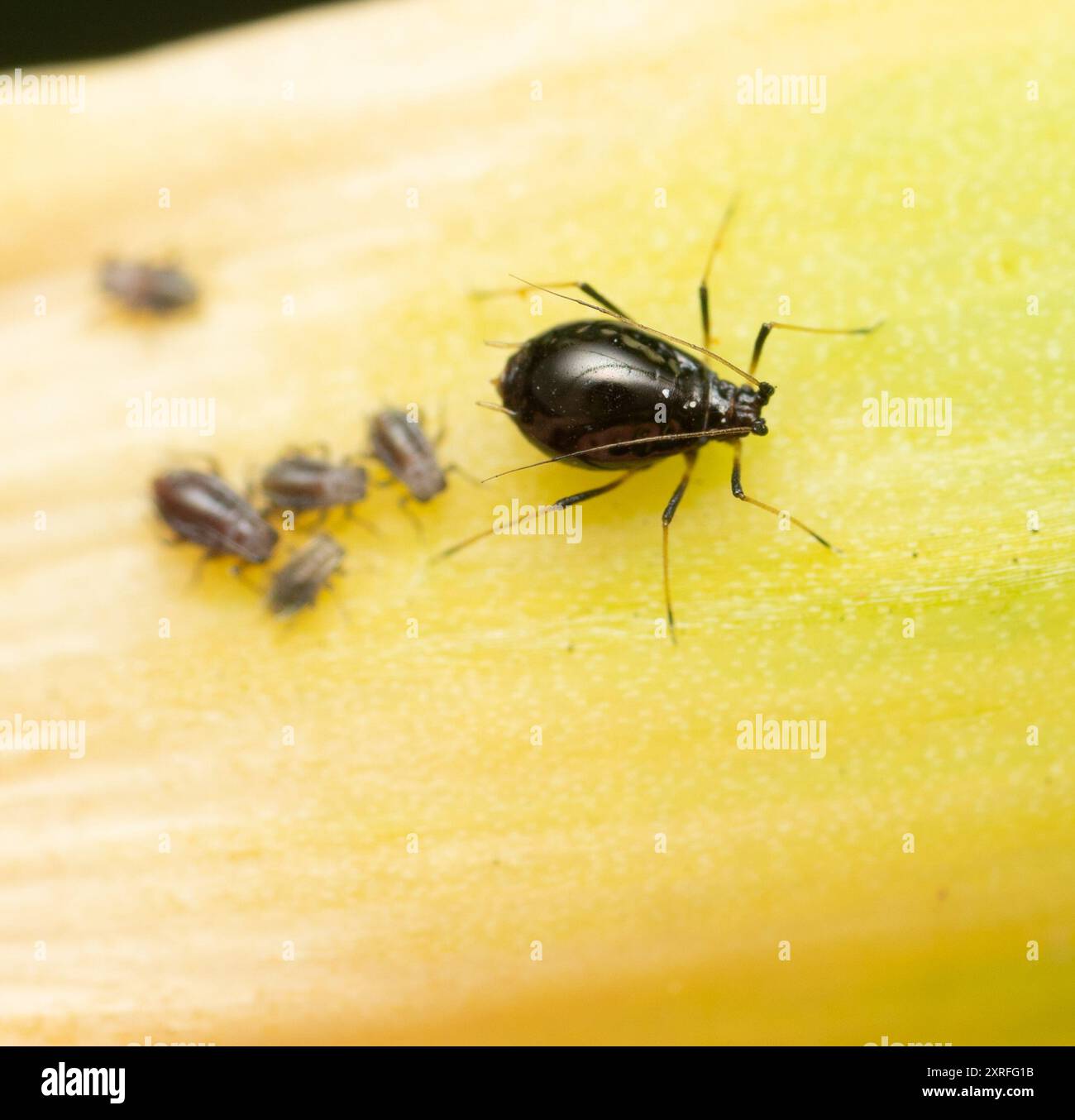 Onion Aphid (Neotoxoptera formosana) Insecta Stock Photo - Alamy
