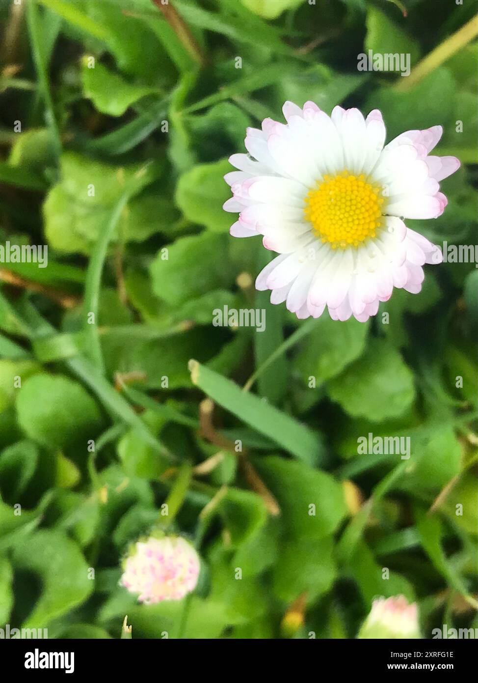 Lawn daisy (Bellis perennis) Plantae Stock Photo - Alamy
