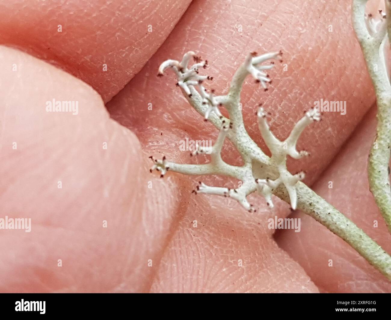 Green Reindeer Lichen (Cladonia arbuscula) Fungi Stock Photo - Alamy