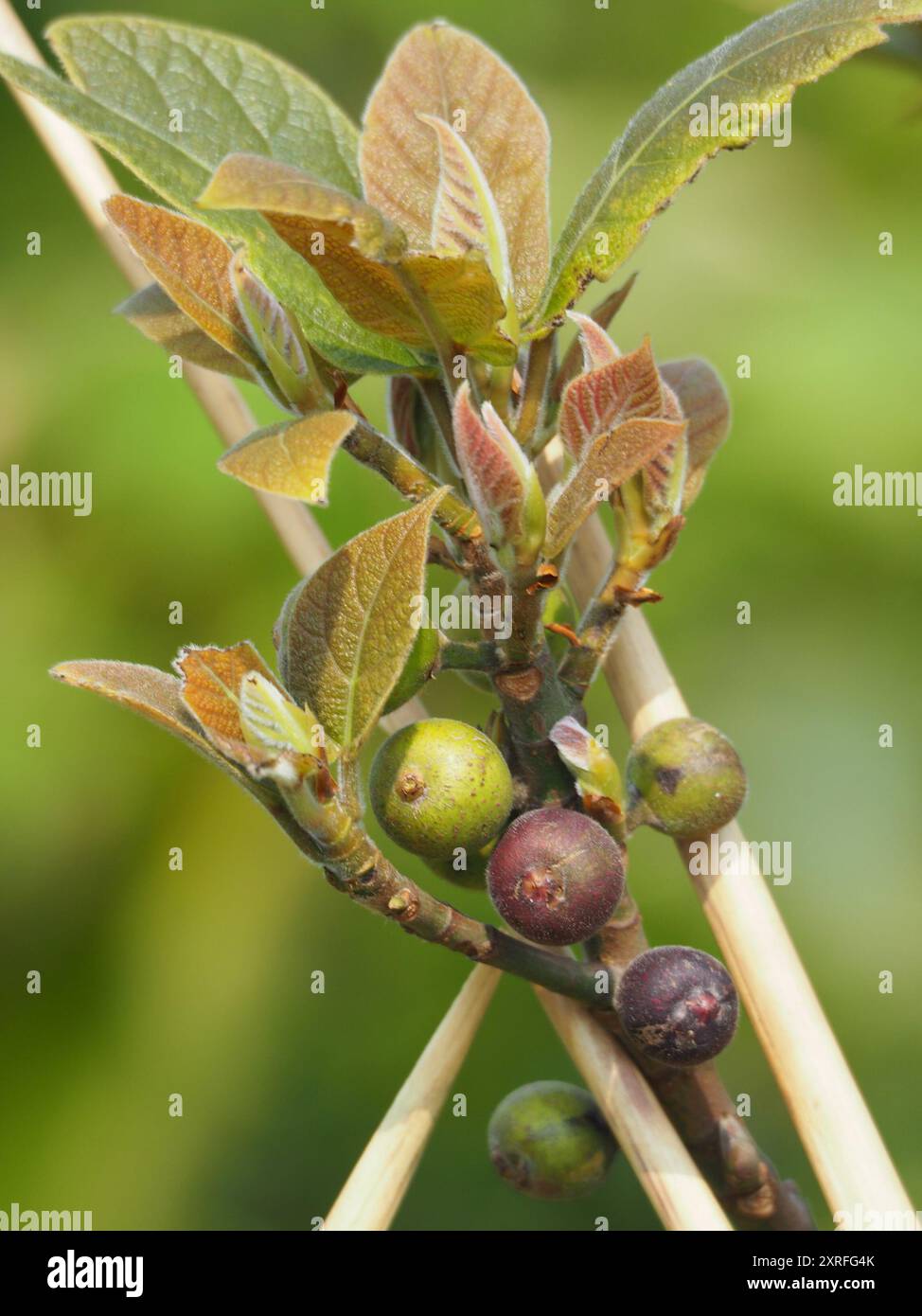 Fairy Fig (Ficus erecta) Plantae Stock Photo - Alamy