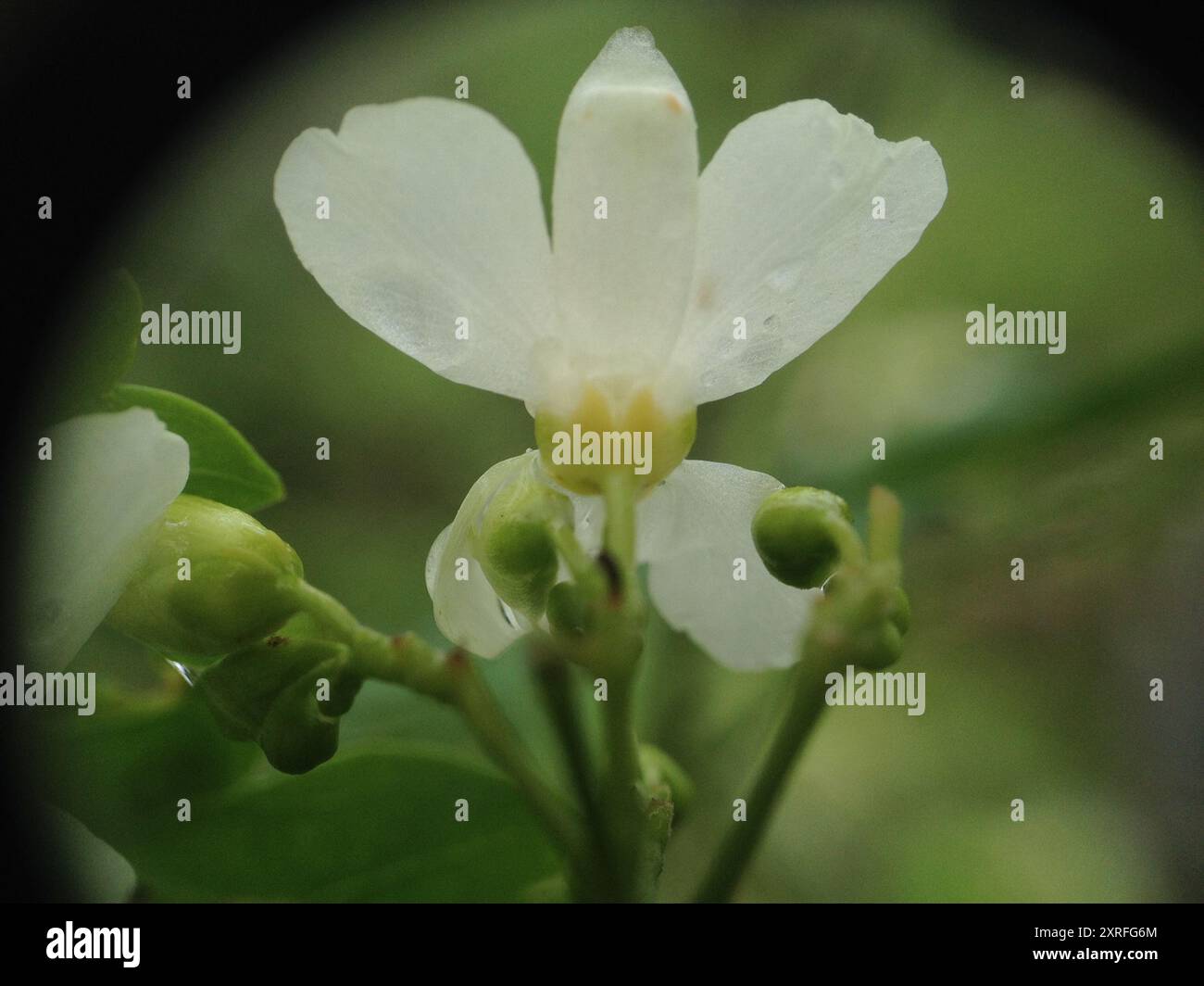 Balloon Vines and Heartseed (Cardiospermum) Plantae Stock Photo - Alamy