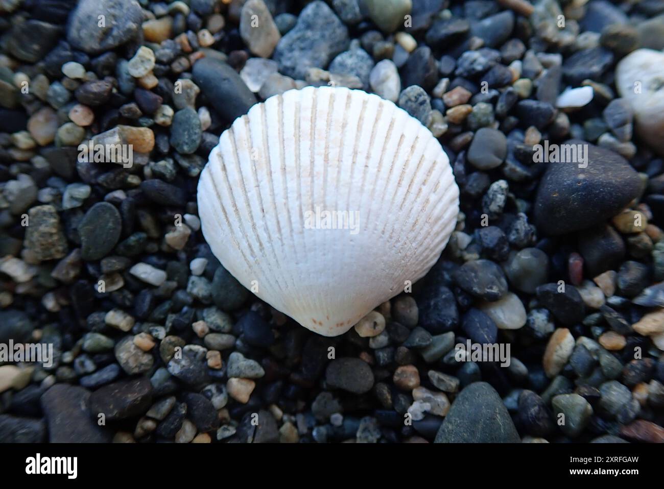Nuttall's Cockle (Clinocardium nuttallii) Mollusca Stock Photo - Alamy