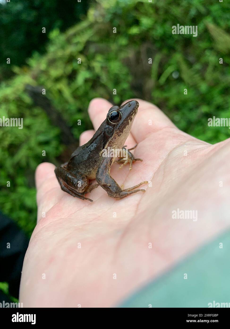 Pond Frogs (Rana) Amphibia Stock Photo - Alamy