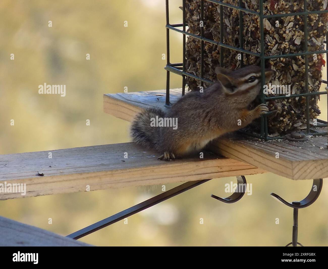 Cliff Chipmunk (Neotamias dorsalis) Mammalia Stock Photo - Alamy