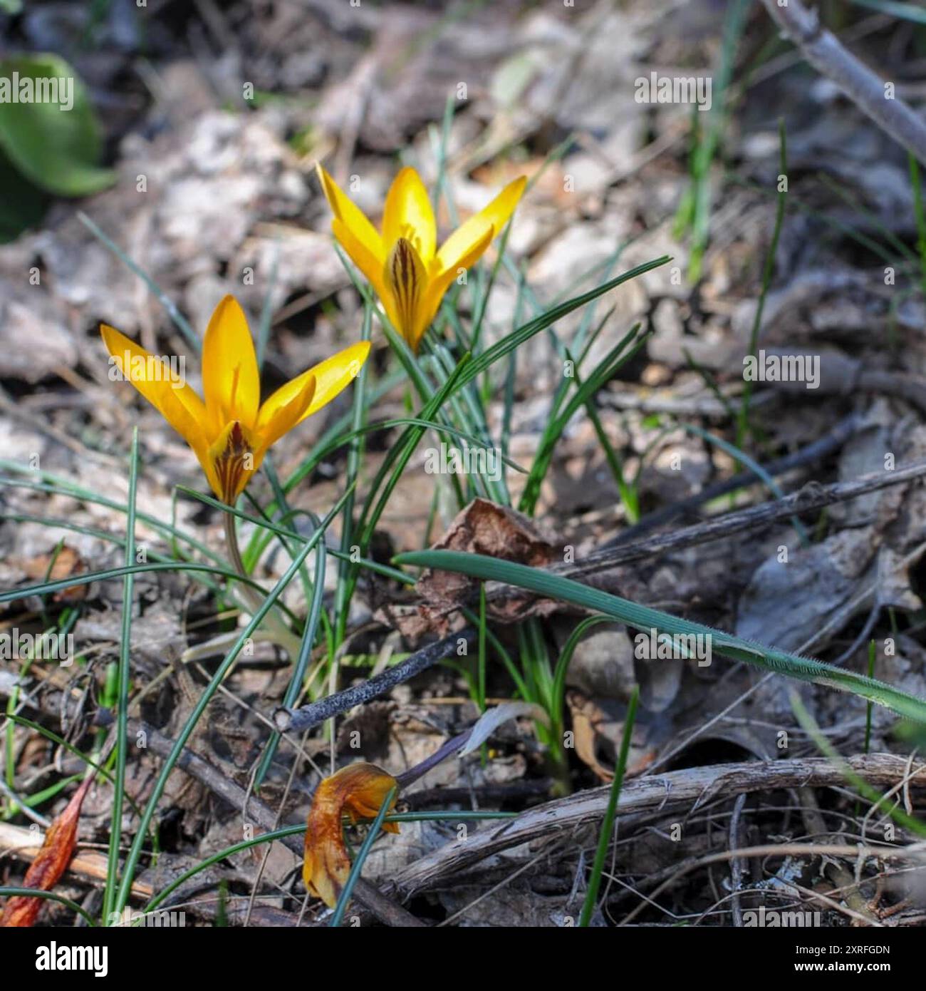 Cloth of gold crocus hi-res stock photography and images - Alamy
