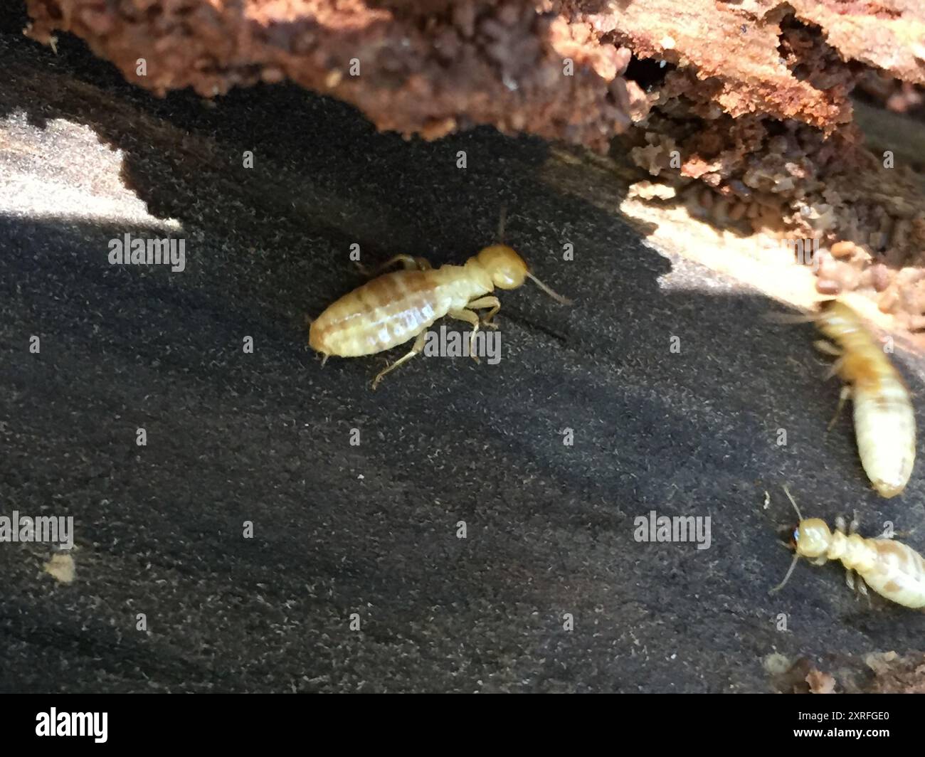 Pacific Dampwood Termite (Zootermopsis angusticollis) Insecta Stock ...