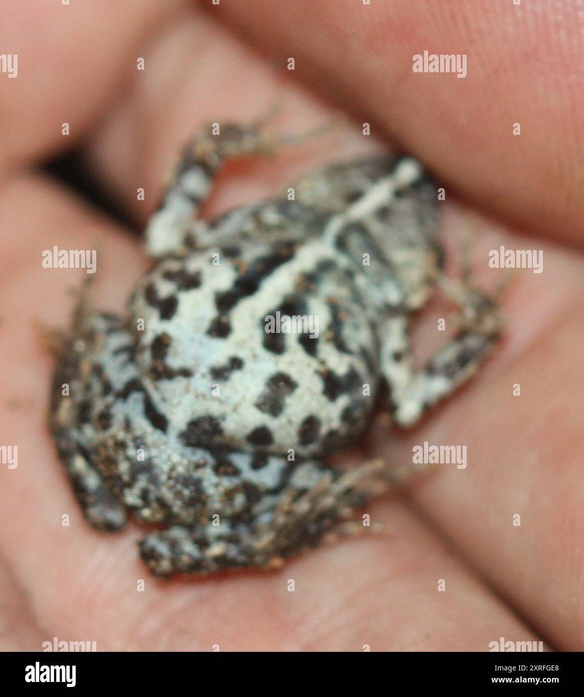 Túngara Frog (Engystomops pustulosus) Amphibia Stock Photo - Alamy