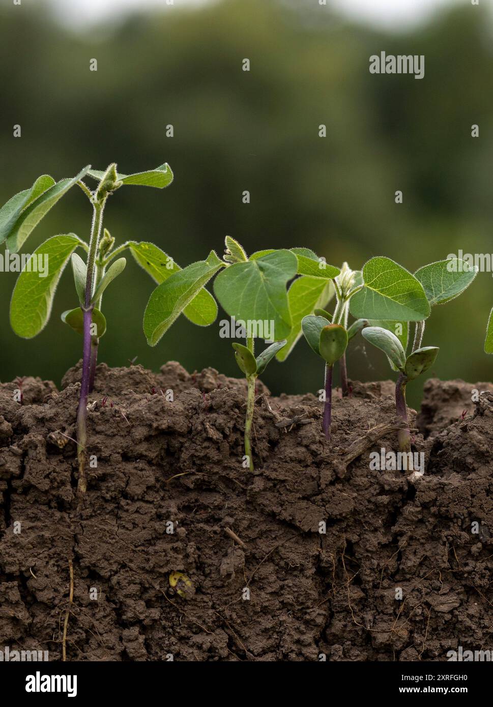 Young soybean plants with roots in the soil Stock Photo - Alamy