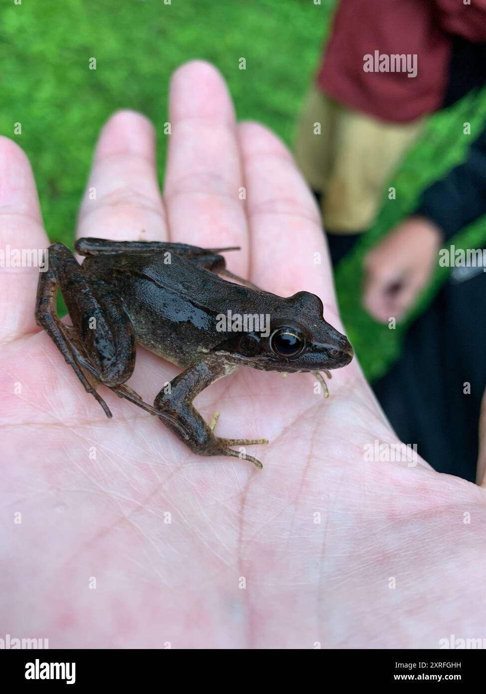 Pond Frogs (Rana) Amphibia Stock Photo - Alamy