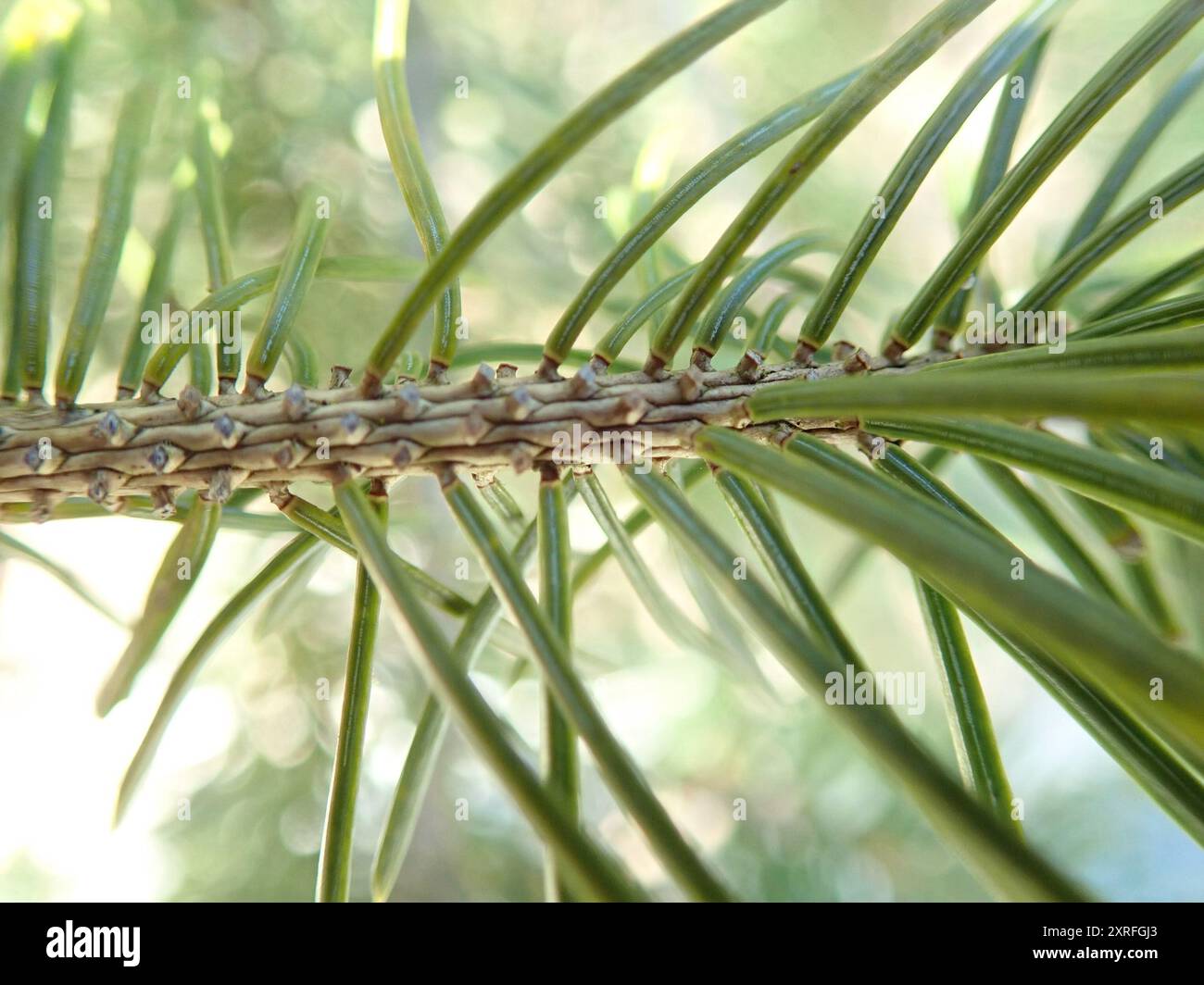 Sitka spruce (Picea sitchensis) Plantae Stock Photo - Alamy
