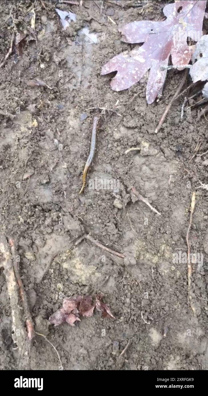 Southern Two-lined Salamander (Eurycea cirrigera) Amphibia Stock Photo ...