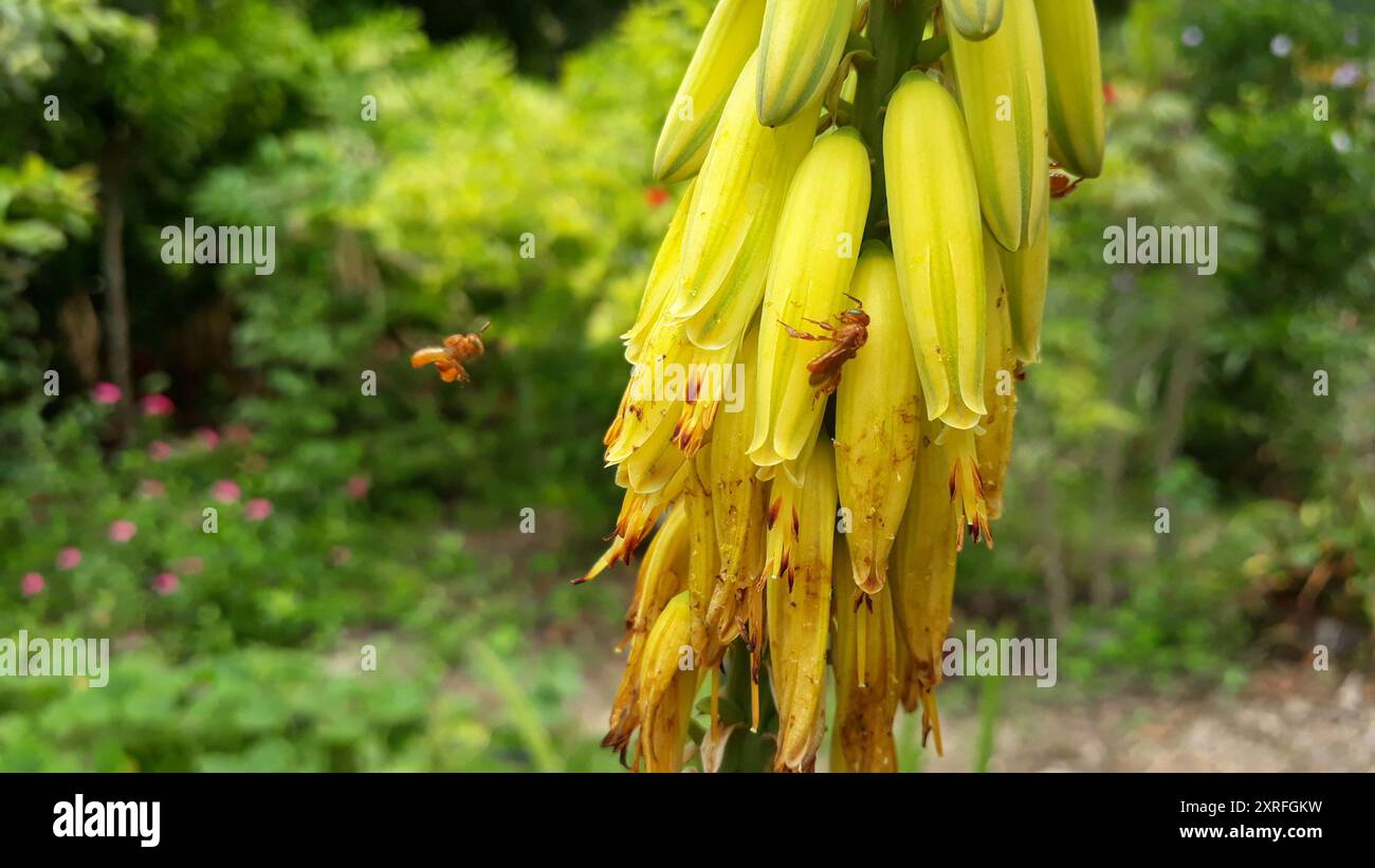 Stingless Bees (Meliponini) Insecta Stock Photo - Alamy