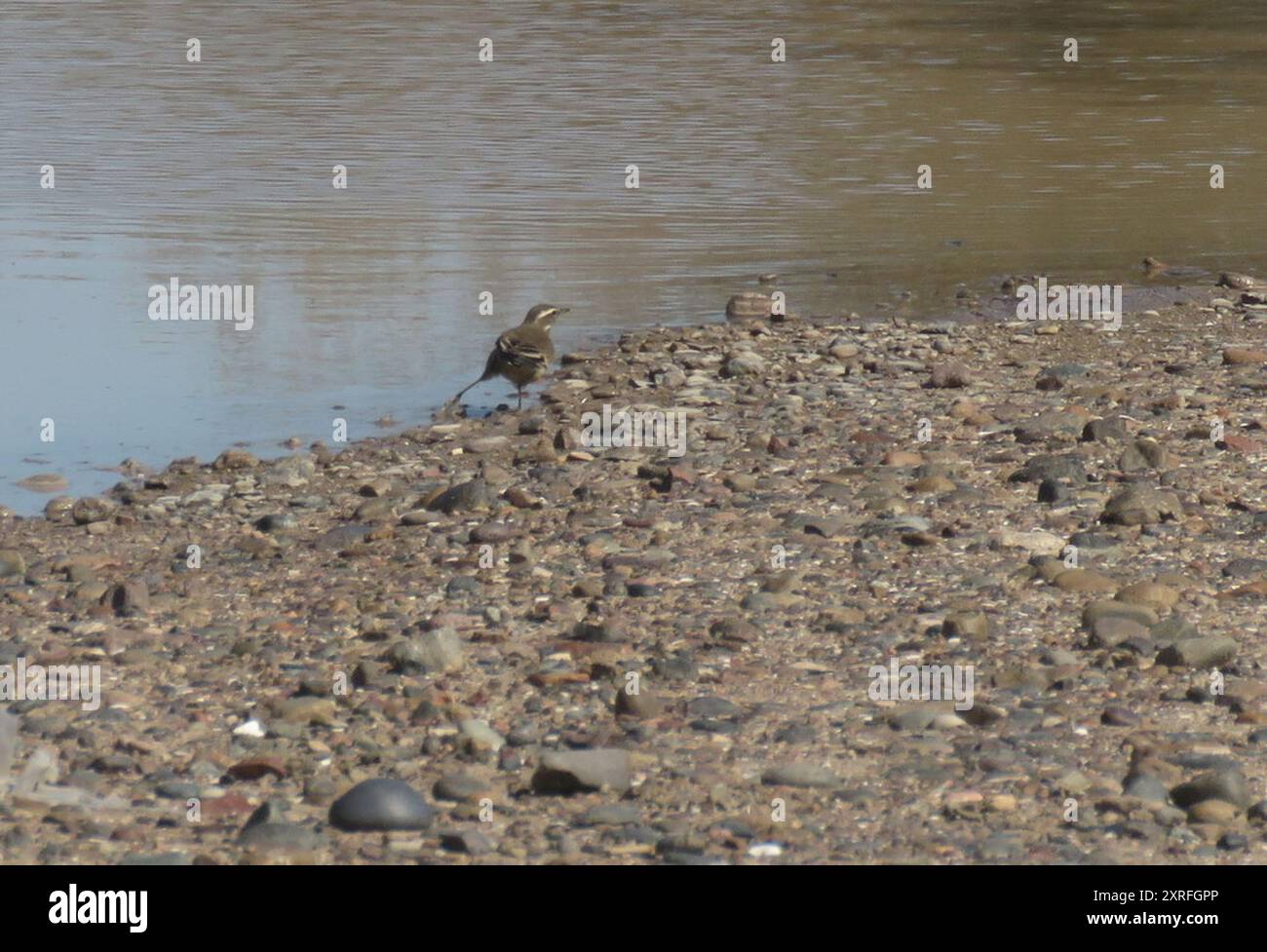 Buff-winged Cinclodes (Cinclodes fuscus) Aves Stock Photo - Alamy
