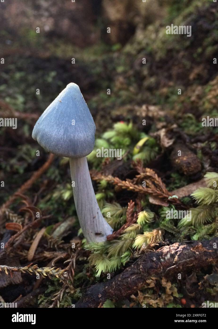 blue pinkgill (Entoloma hochstetteri) Fungi Stock Photo - Alamy