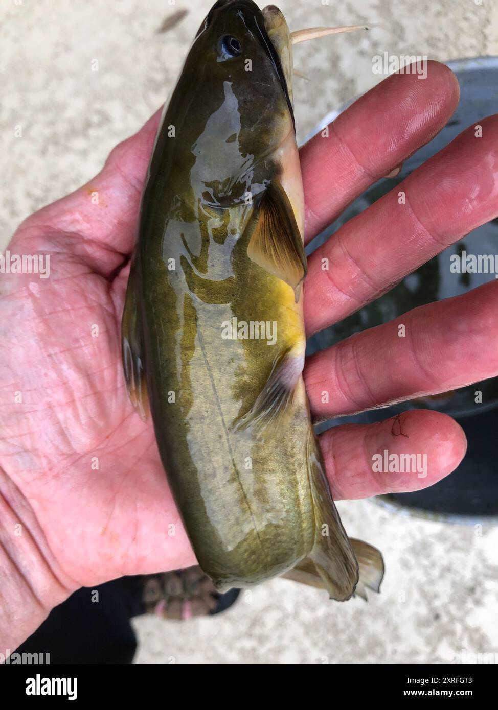 Yellow Bullhead (Ameiurus natalis) Actinopterygii Stock Photo - Alamy