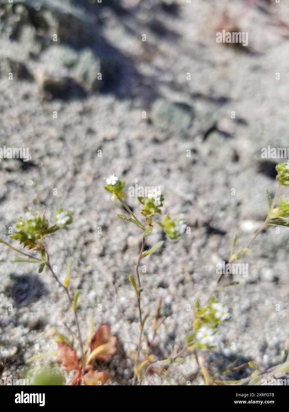 Redroot Cryptantha (Eremocarya micrantha) Plantae Stock Photo - Alamy
