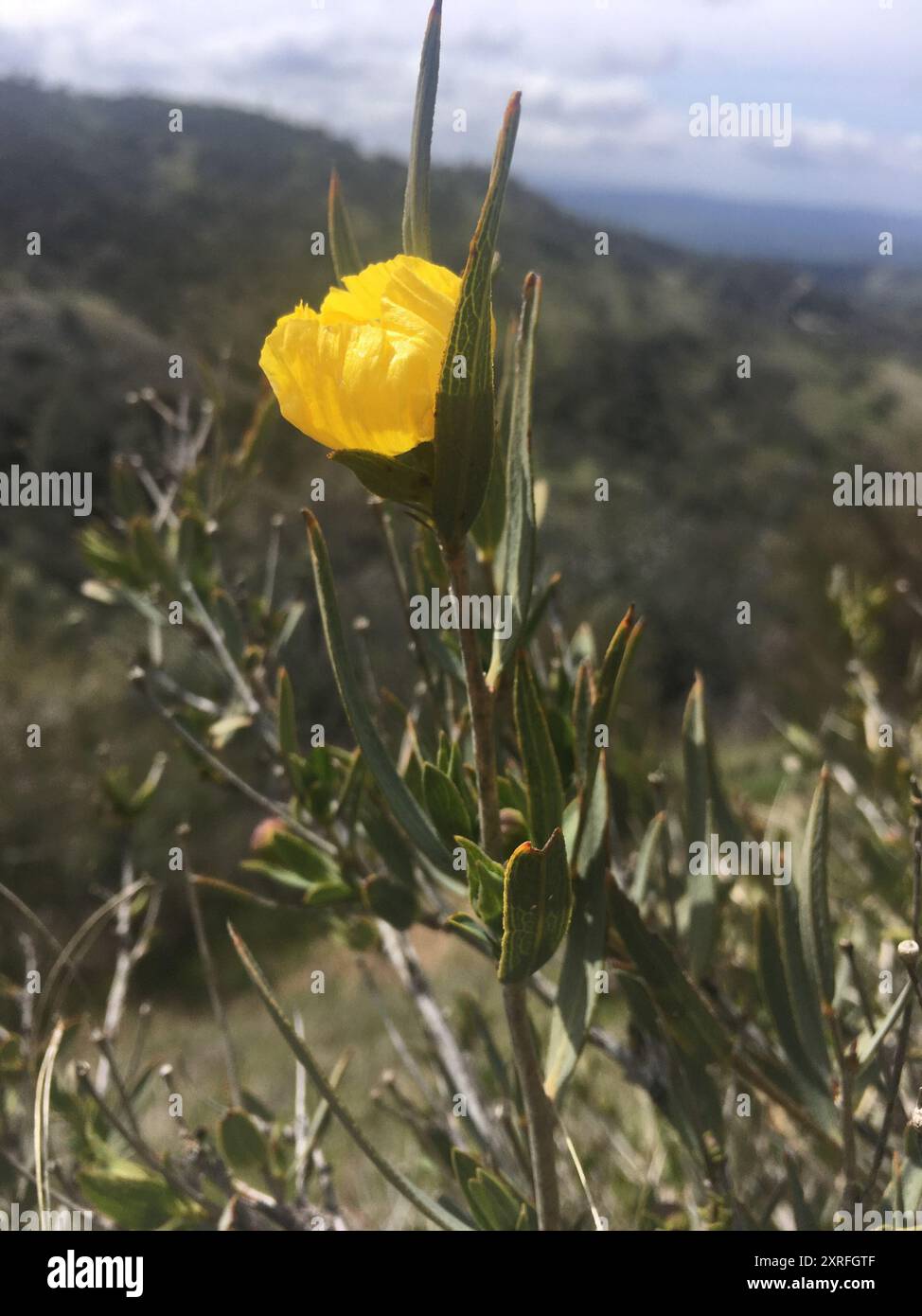 Bush Poppy (Dendromecon rigida) Plantae Stock Photo - Alamy