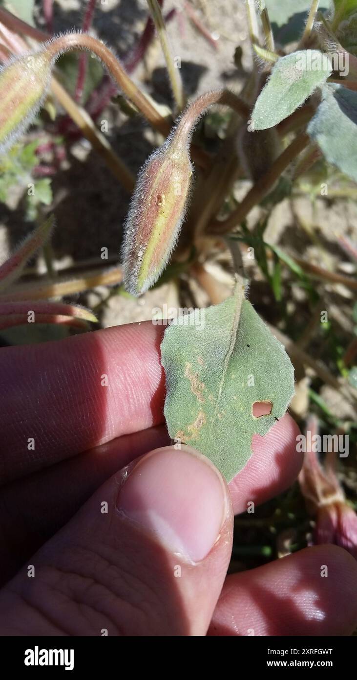 Annual Evening Primrose (Oenothera deltoides deltoides) Plantae Stock ...