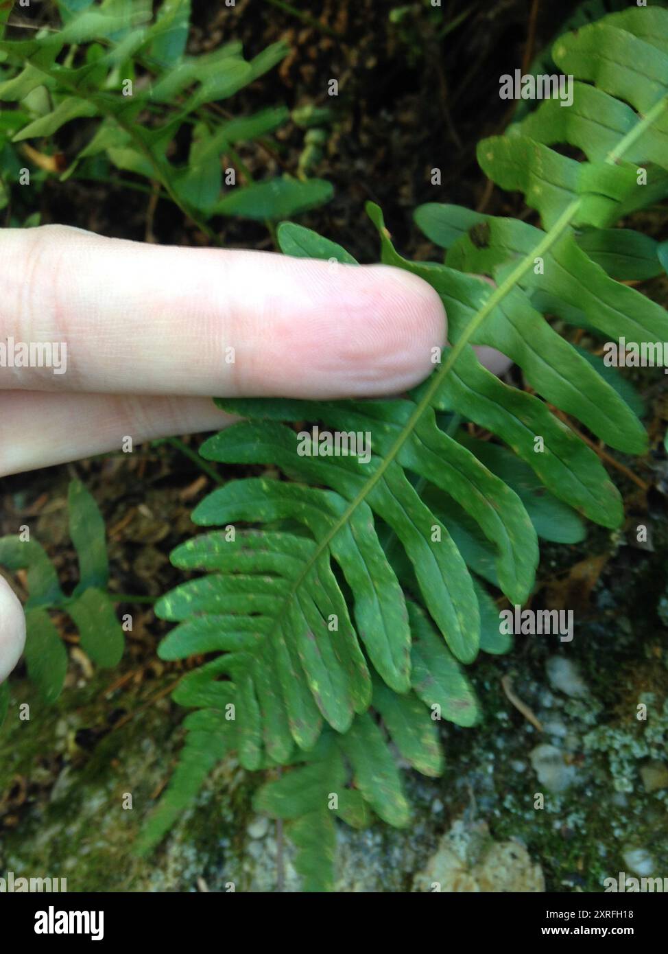 rock polypody (Polypodium virginianum) Plantae Stock Photo - Alamy