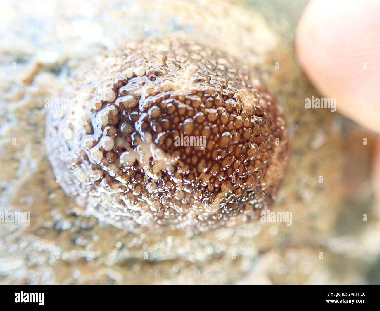 barnacle-eating dorid (Onchidoris bilamellata) Mollusca Stock Photo - Alamy