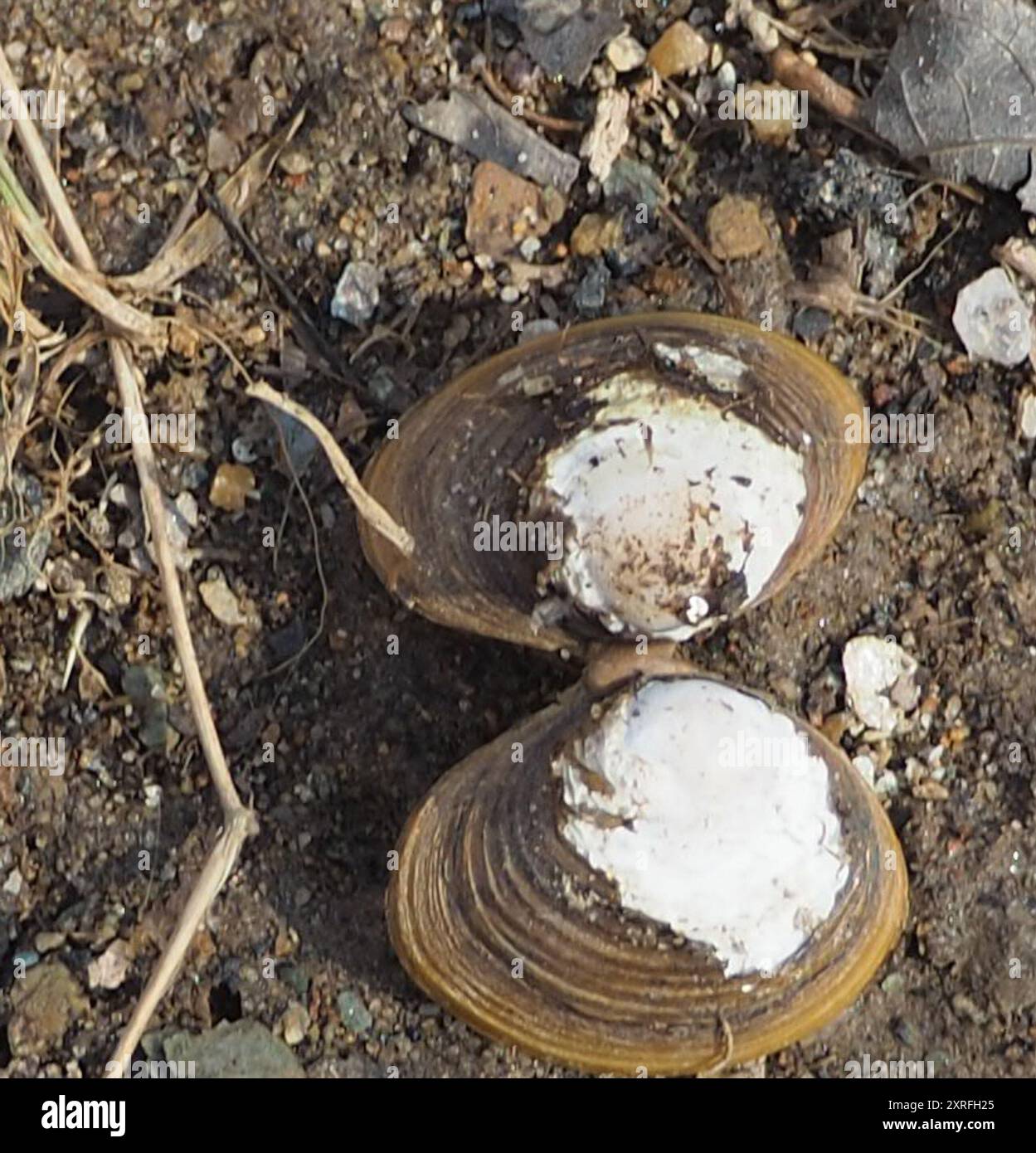 Asian Clam (Corbicula fluminea) Mollusca Stock Photo - Alamy