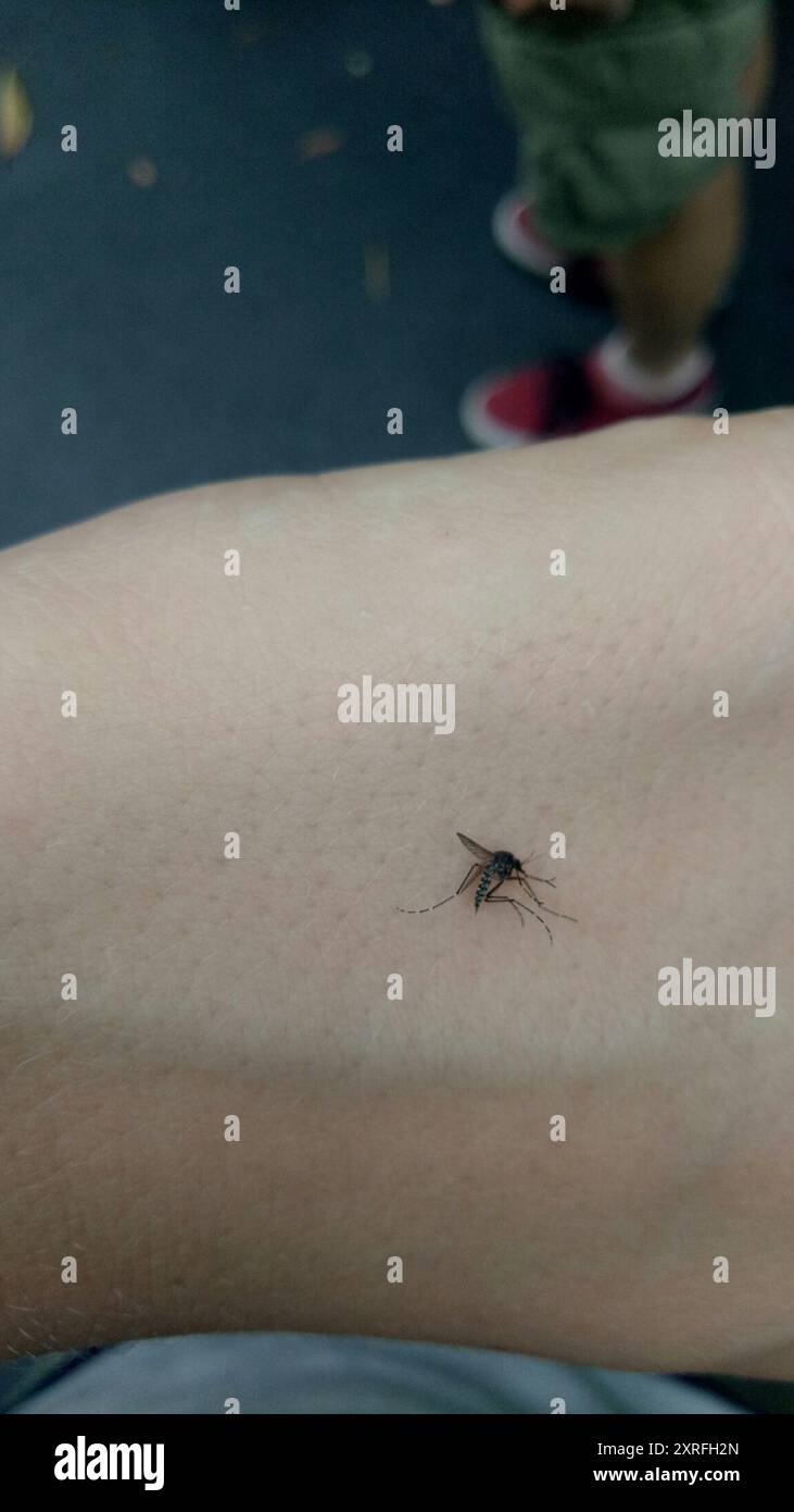 (Aedes vigilax) Insecta Stock Photo - Alamy