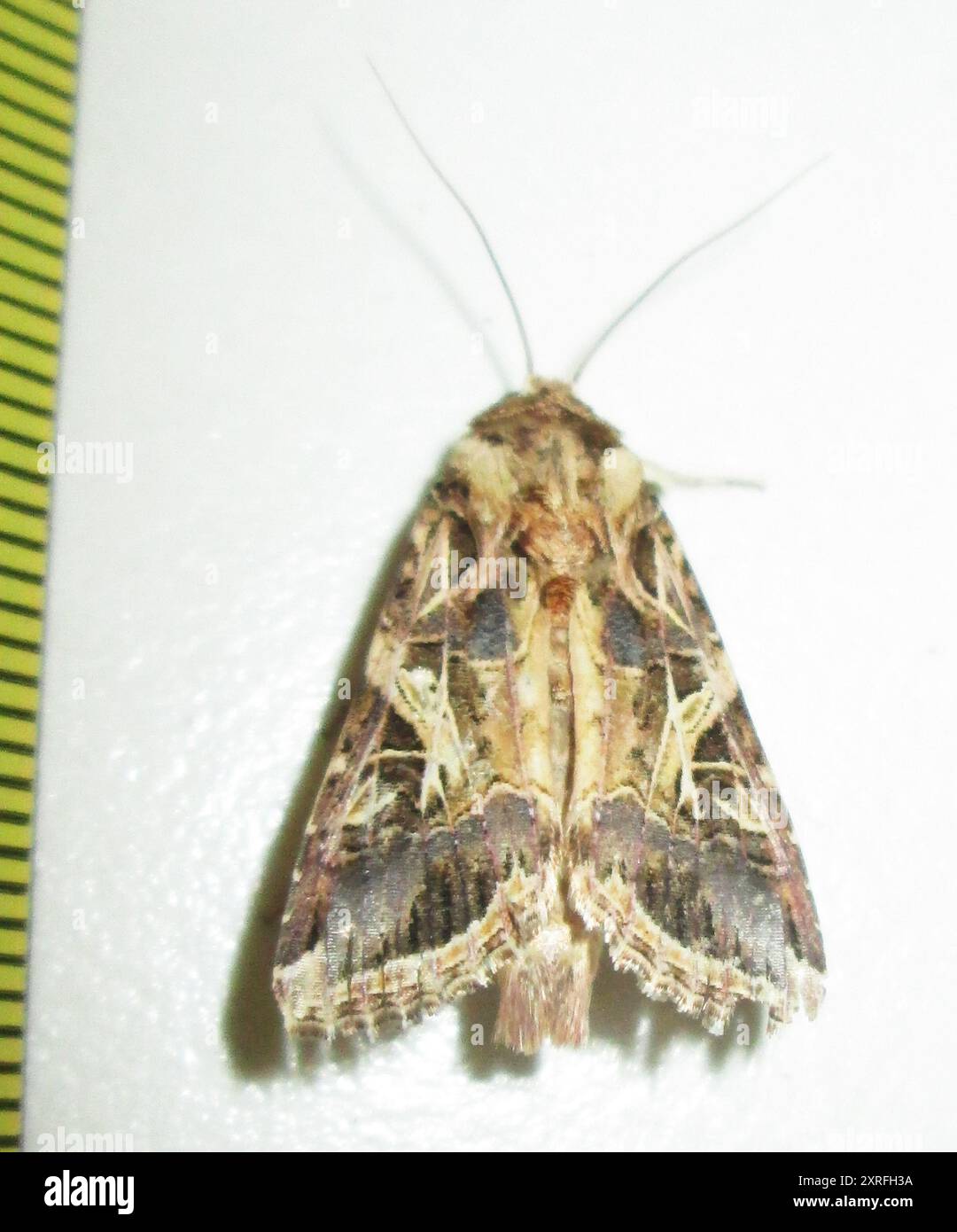 Mediterranean Brocade (Spodoptera littoralis) Insecta Stock Photo - Alamy