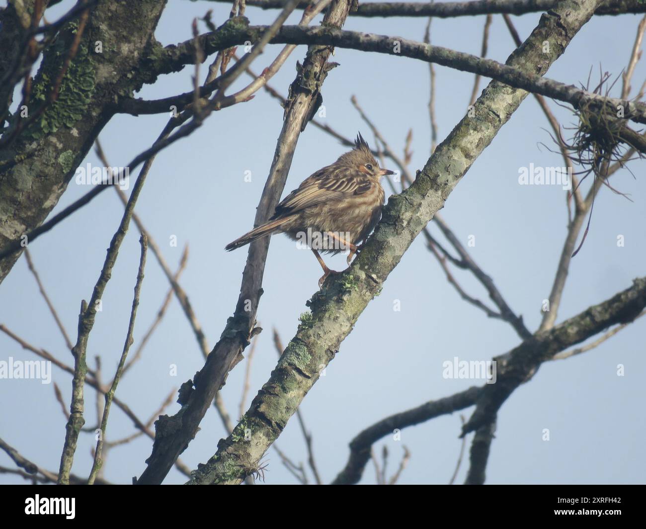 Lark-like Brushrunner (Coryphistera alaudina) Aves Stock Photo - Alamy