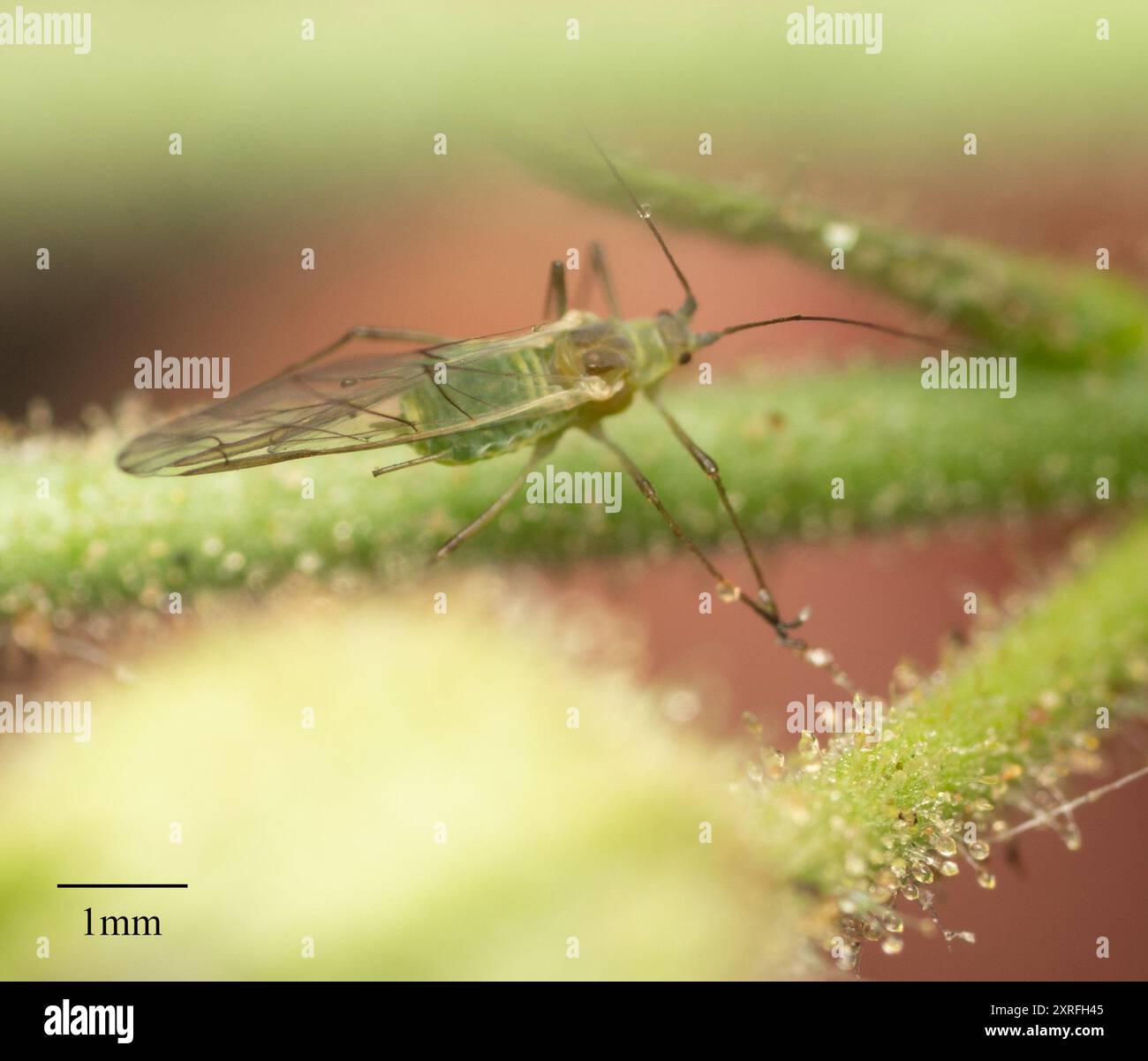 Aphids (Aphididae) Insecta Stock Photo - Alamy