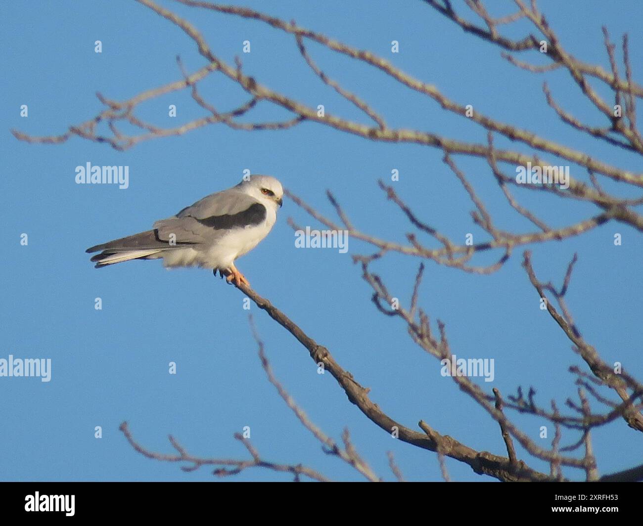 White-tailed Kite (Elanus leucurus) Aves Stock Photo - Alamy