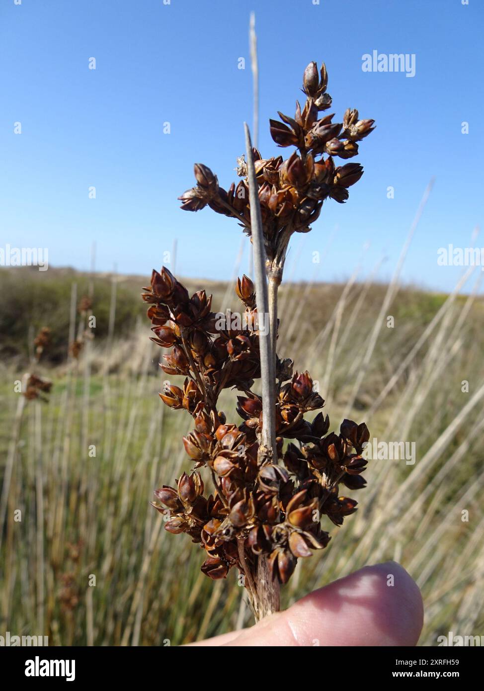 spiny rush (Juncus acutus) Plantae Stock Photo - Alamy