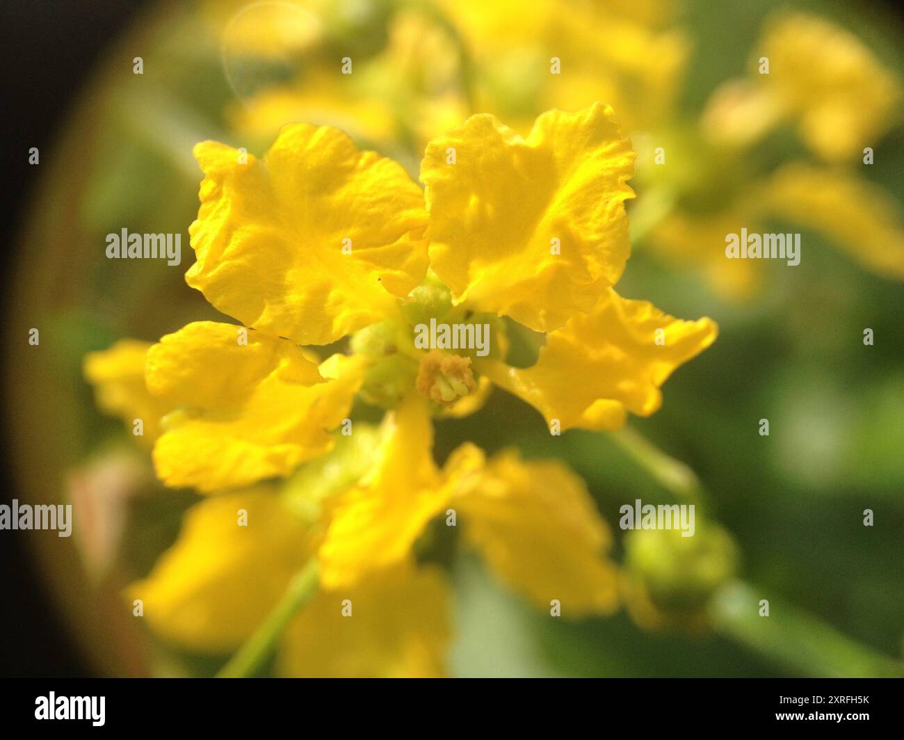 (Janusia guaranitica) Plantae Stock Photo - Alamy