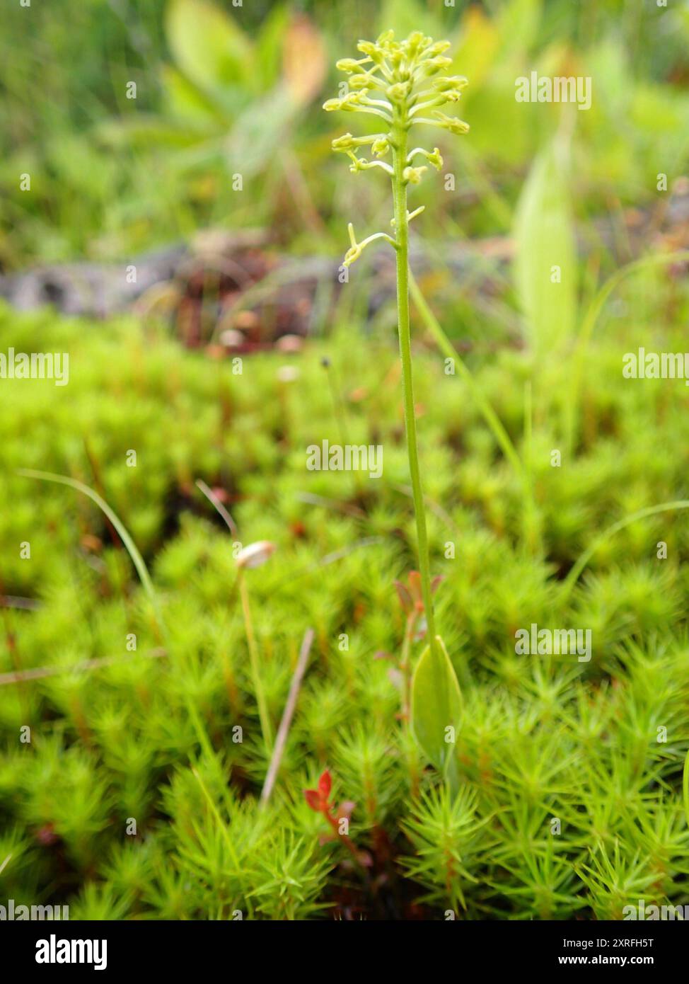 green adder's-mouth (Malaxis unifolia) Plantae Stock Photo - Alamy