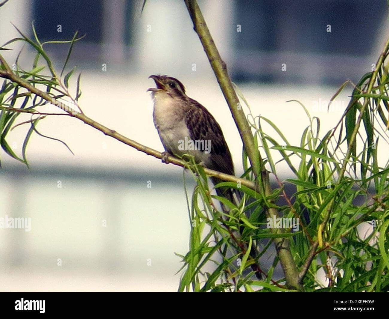 Striped Cuckoo (Tapera naevia) Aves Stock Photo - Alamy