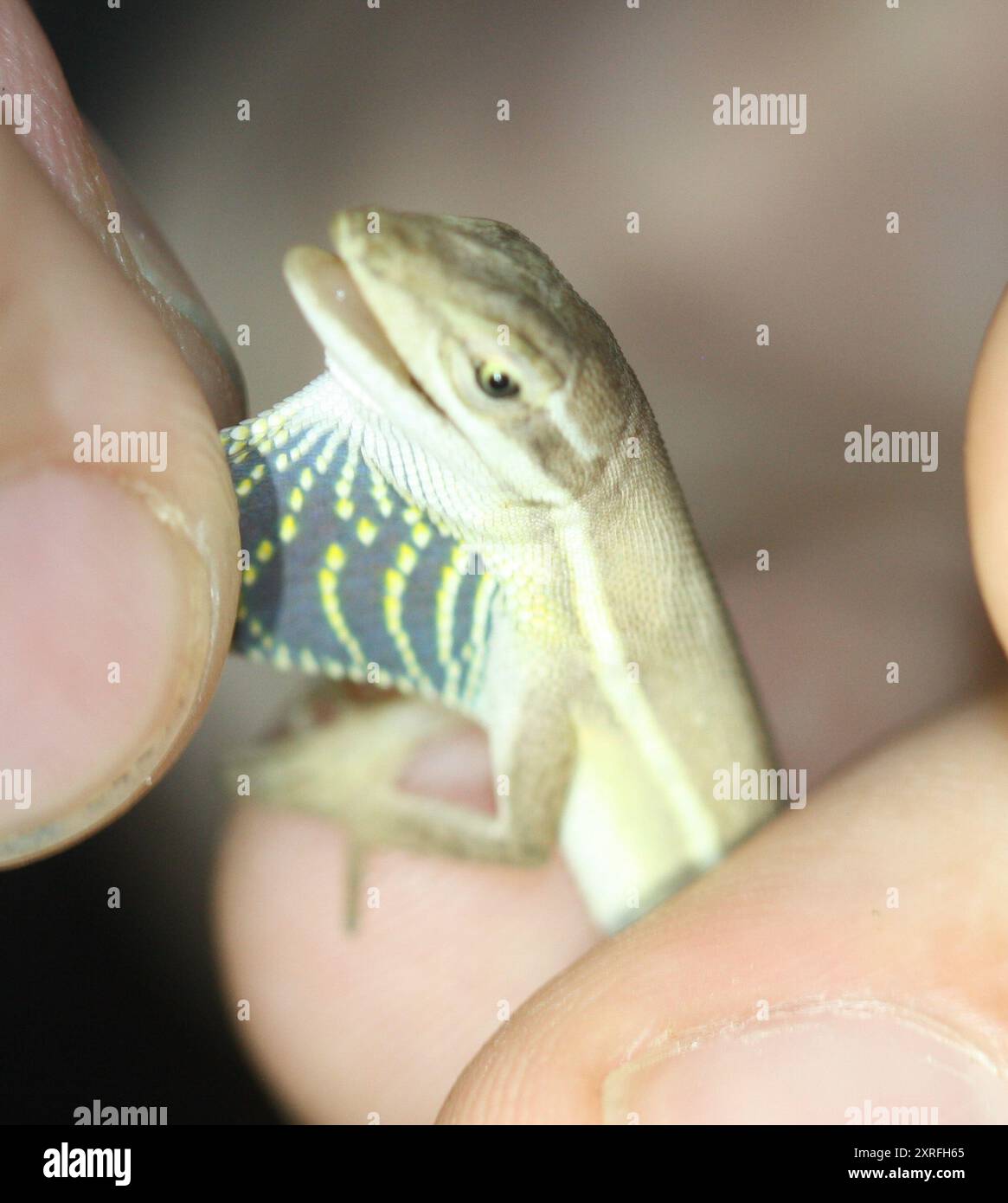 Anolis auratus hi-res stock photography and images - Alamy