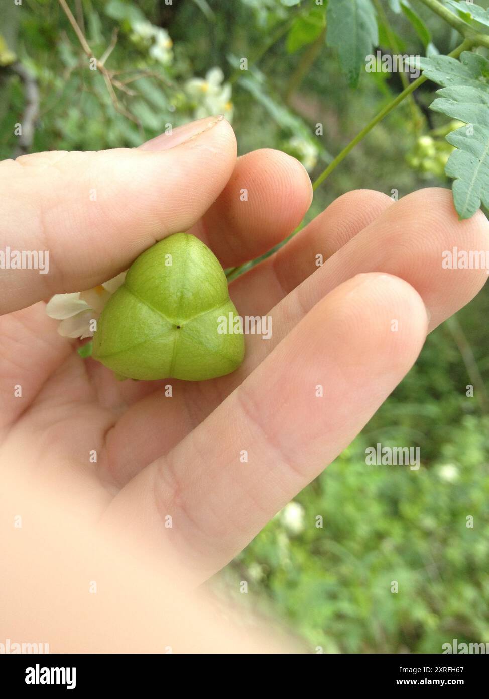 Balloon Vines and Heartseed (Cardiospermum) Plantae Stock Photo - Alamy