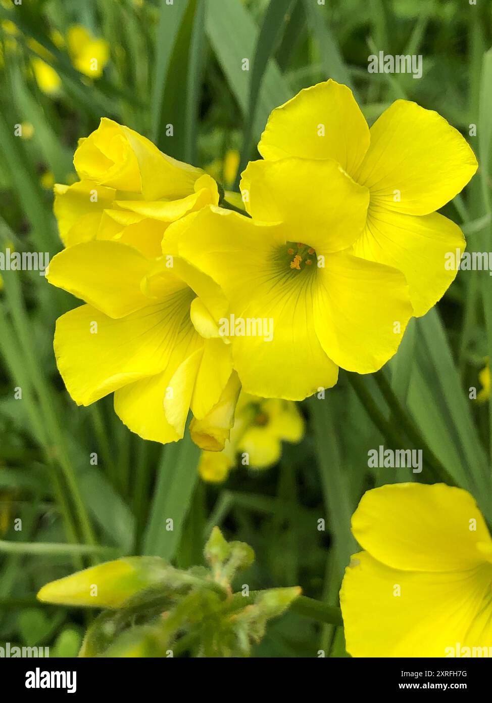 Bermuda buttercup (Oxalis pes-caprae) Plantae Stock Photo - Alamy