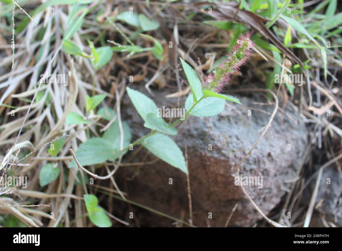 shrubby copperleaf (Acalypha phleoides) Plantae Stock Photo - Alamy