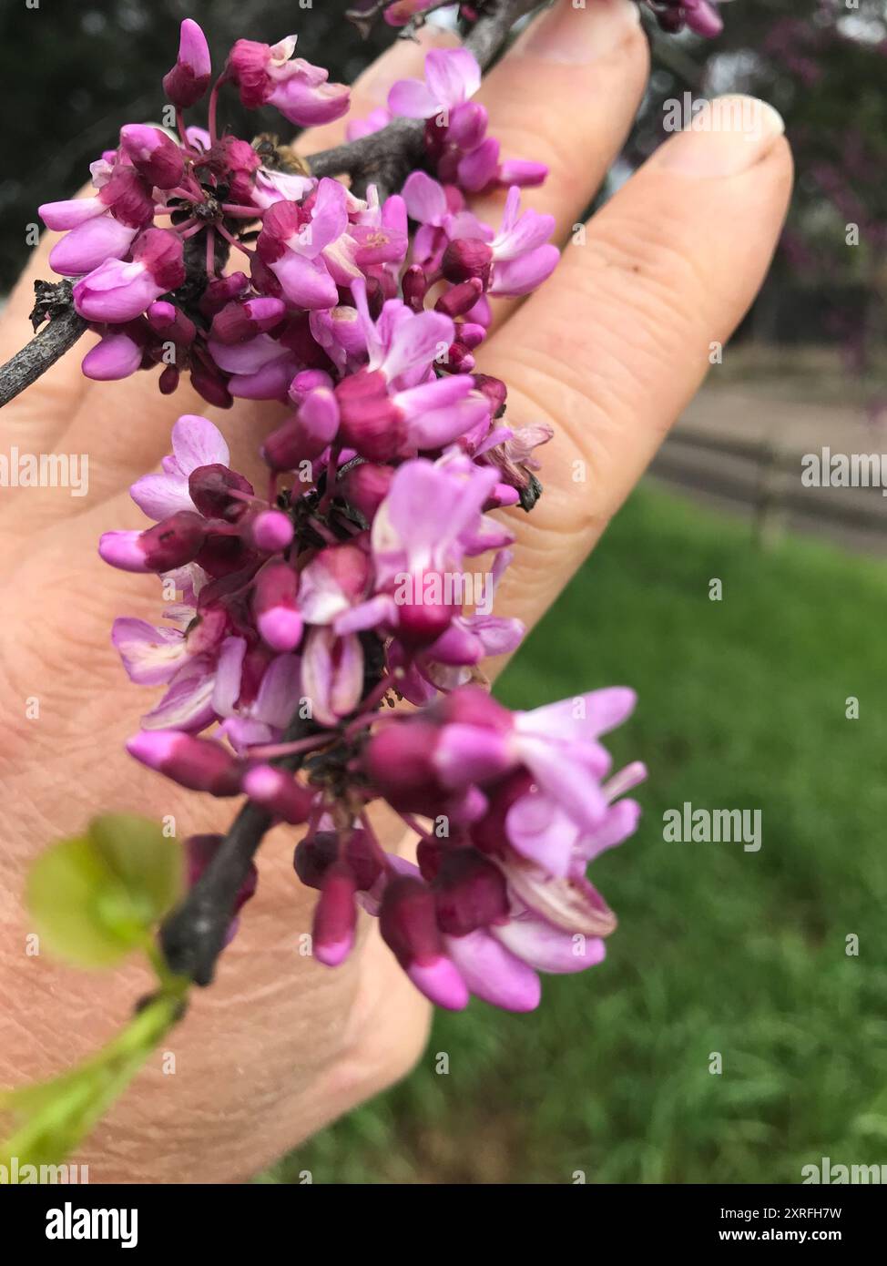 Texas redbud (Cercis canadensis texensis) Plantae Stock Photo - Alamy