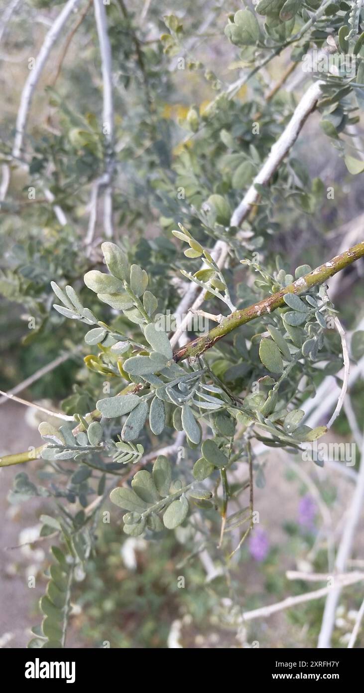 desert ironwood (Olneya tesota) Plantae Stock Photo - Alamy