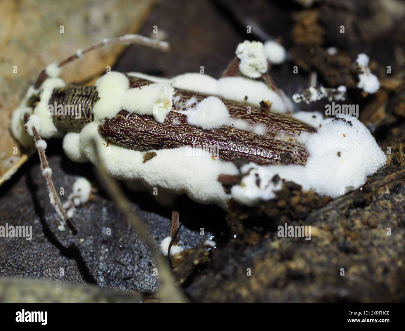 (Beauveria pseudobassiana) Fungi Stock Photo - Alamy