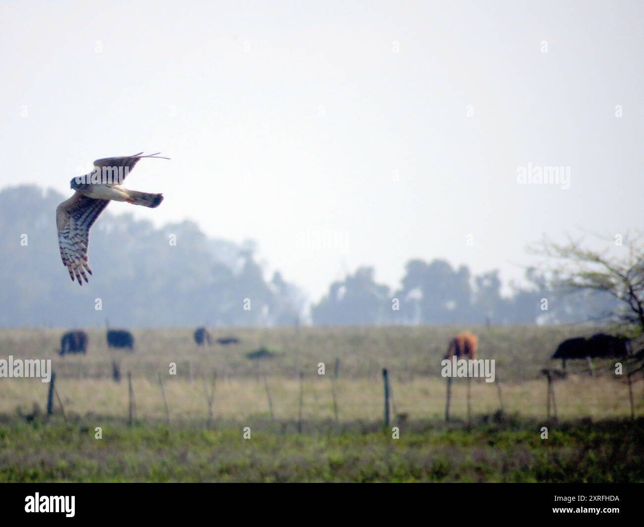 Long winged harrier hi-res stock photography and images - Alamy