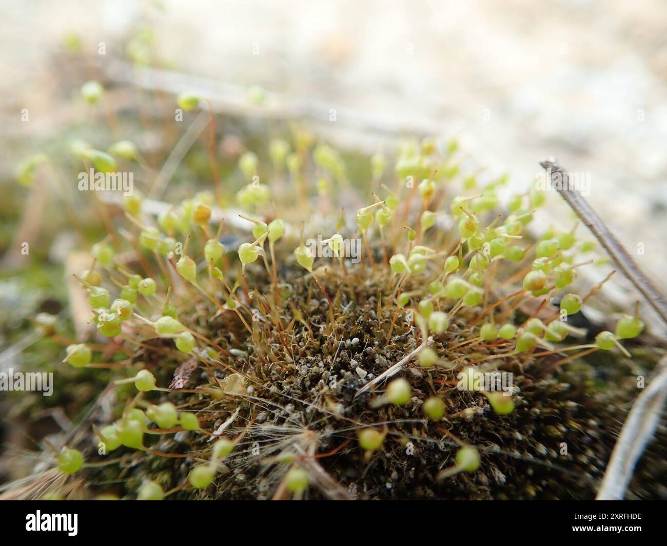 common bladder moss (Physcomitrium pyriforme) Plantae Stock Photo - Alamy